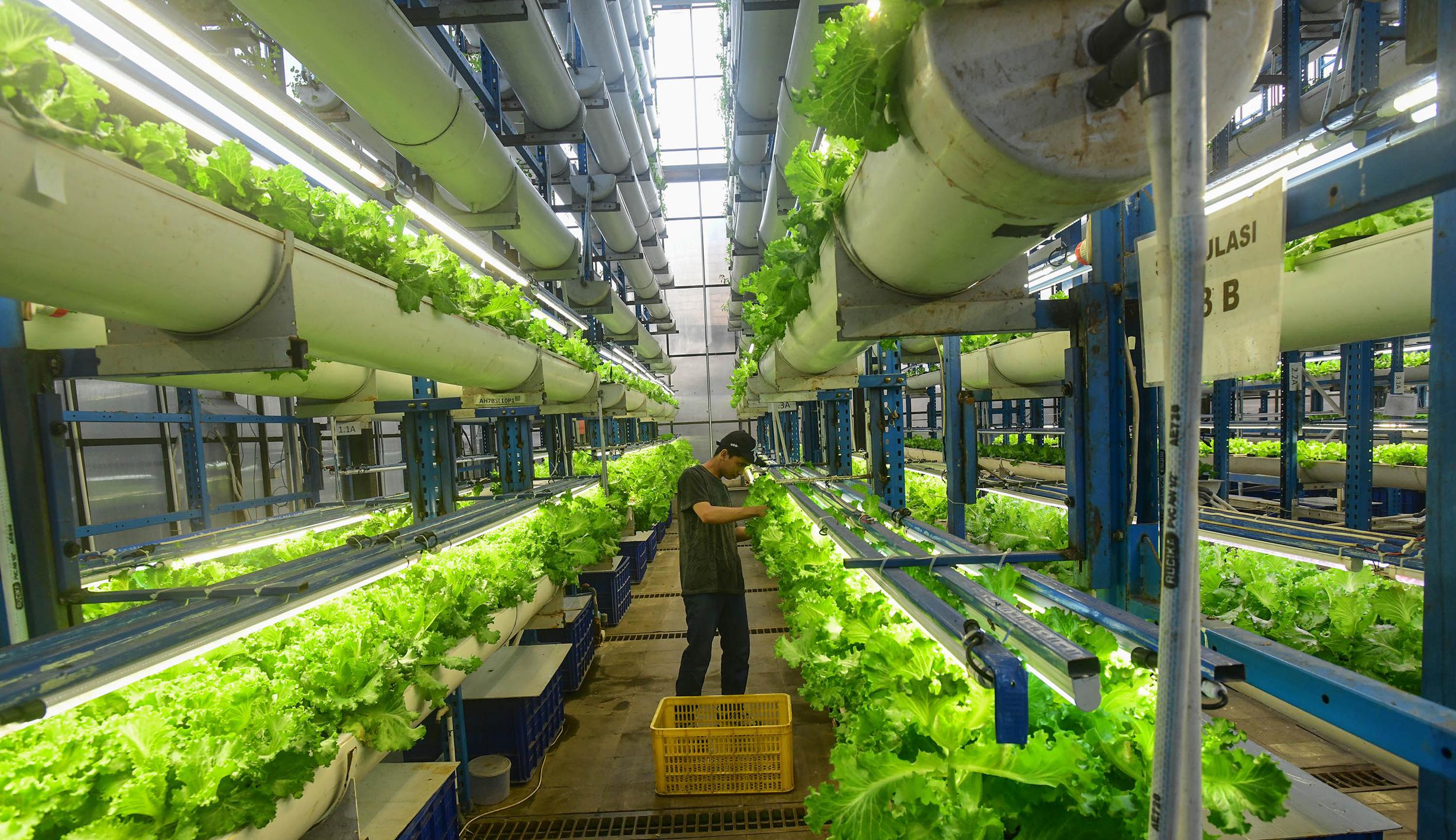Gunakan Sistem Pertanian Hidroponik Vertikal, Ladang Farm Hasilkan Dua ...