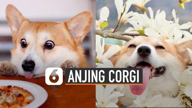 Berita Anjing Corgi Hari Ini - Kabar Terbaru Terkini | Liputan6.com