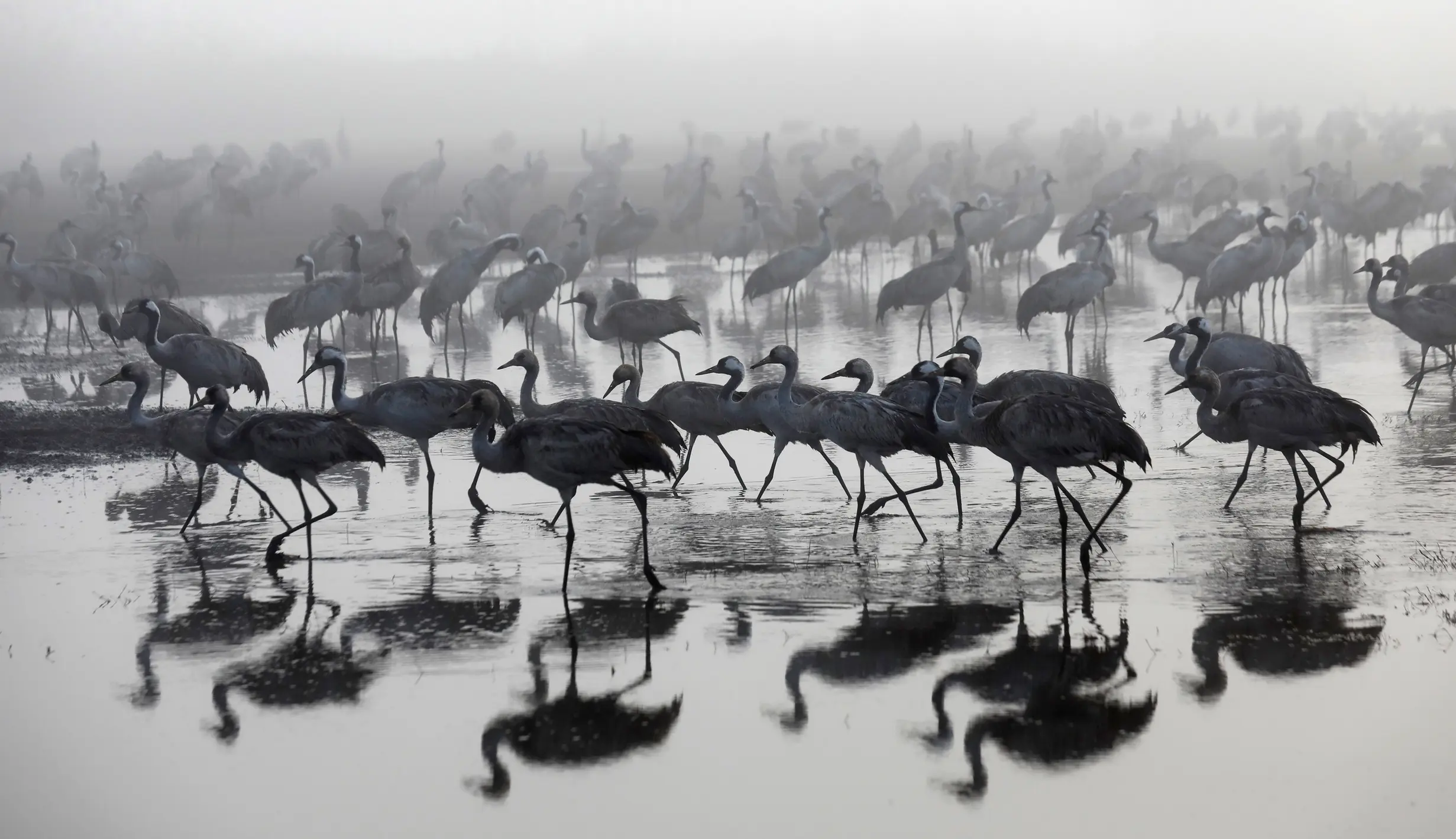 FOTO: 50 Ribu Bangau Mampir di Danau Agamon Hula Israel - Foto Liputan6.com