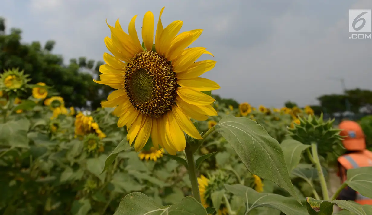 FOTO: Indahnya Bunga Matahari yang Hiasi Sepanjang Jalan BKT Cakung ...
