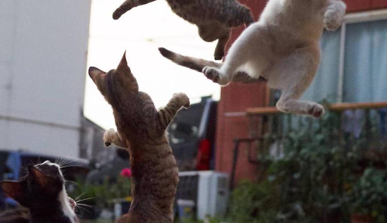 Menakjubkan, Kucing-Kucing Ini Seakan Sedang Latihan Bela Diri - Photo ...