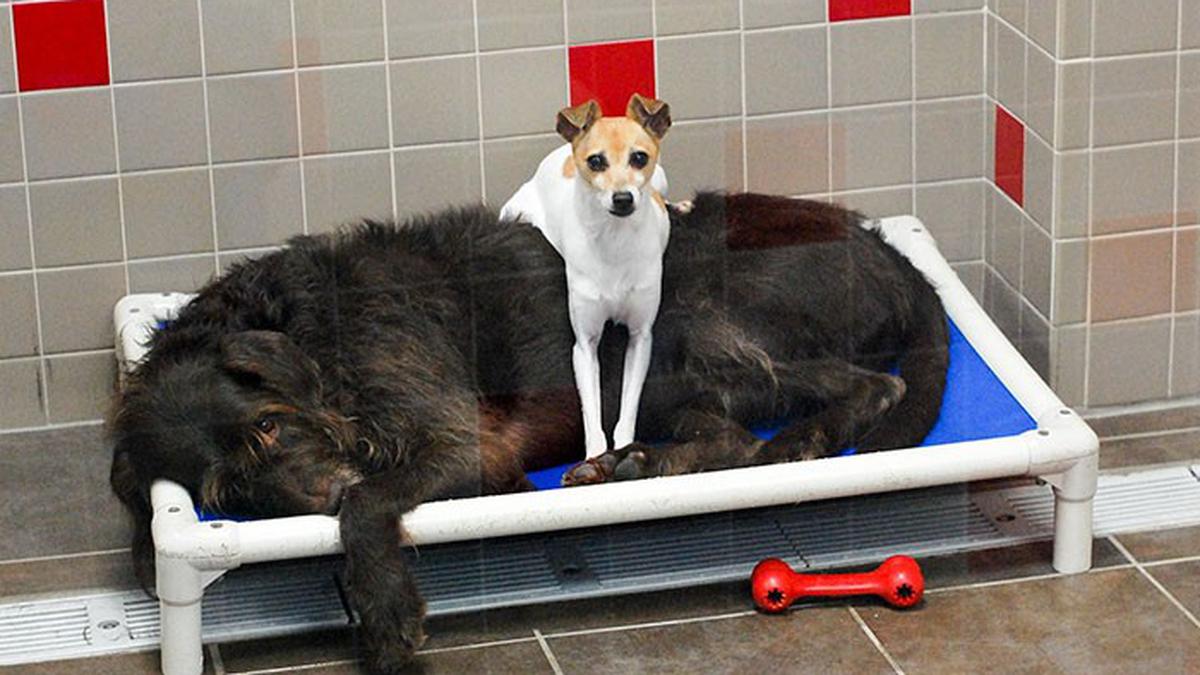 Kehilangan Keluarga, Dua Anjing Ini Terus Bersedih