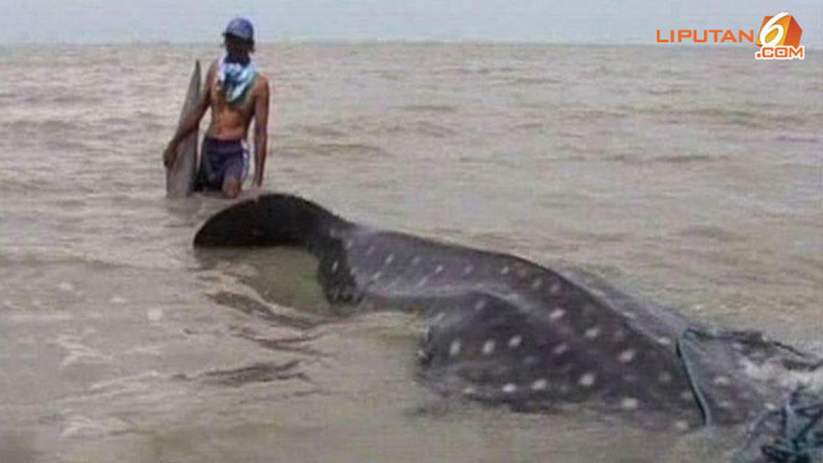 [VIDEO] 2 Hiu Tutul Terdampar di Surabaya - News Liputan6.com