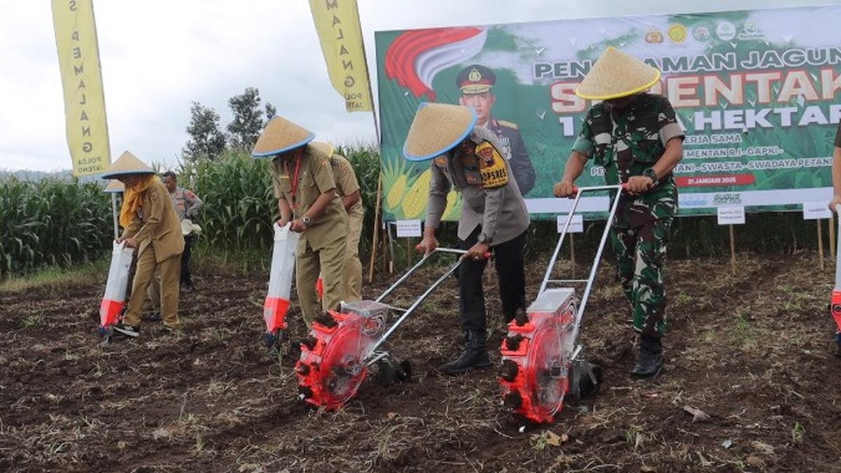 Kolaborasi Tanam Jagung Serentak di Pemalang, Dukung Swasembada Pangan - Regional Liputan6.com