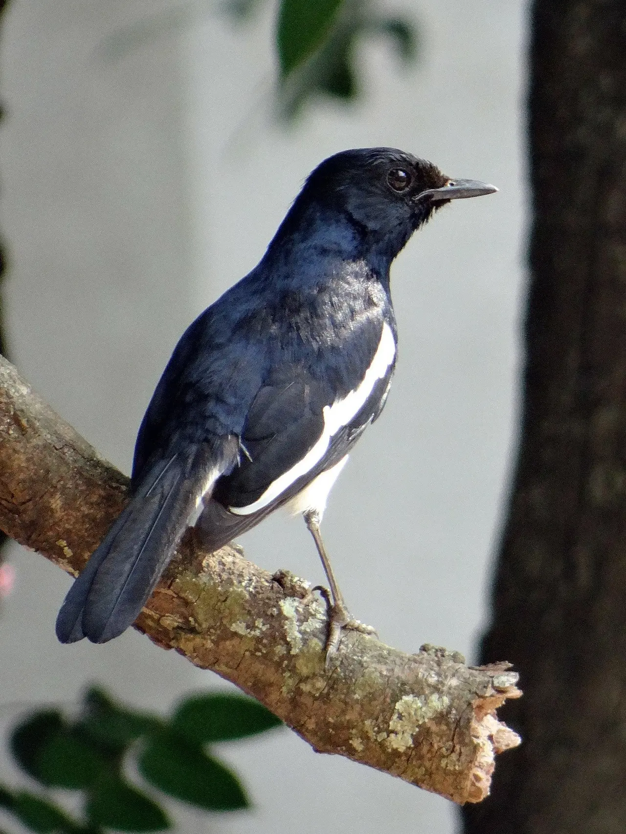 9 Cara Merawat Burung Kacer agar Kicauannya Gacor, Perhatikan Pakannya ...