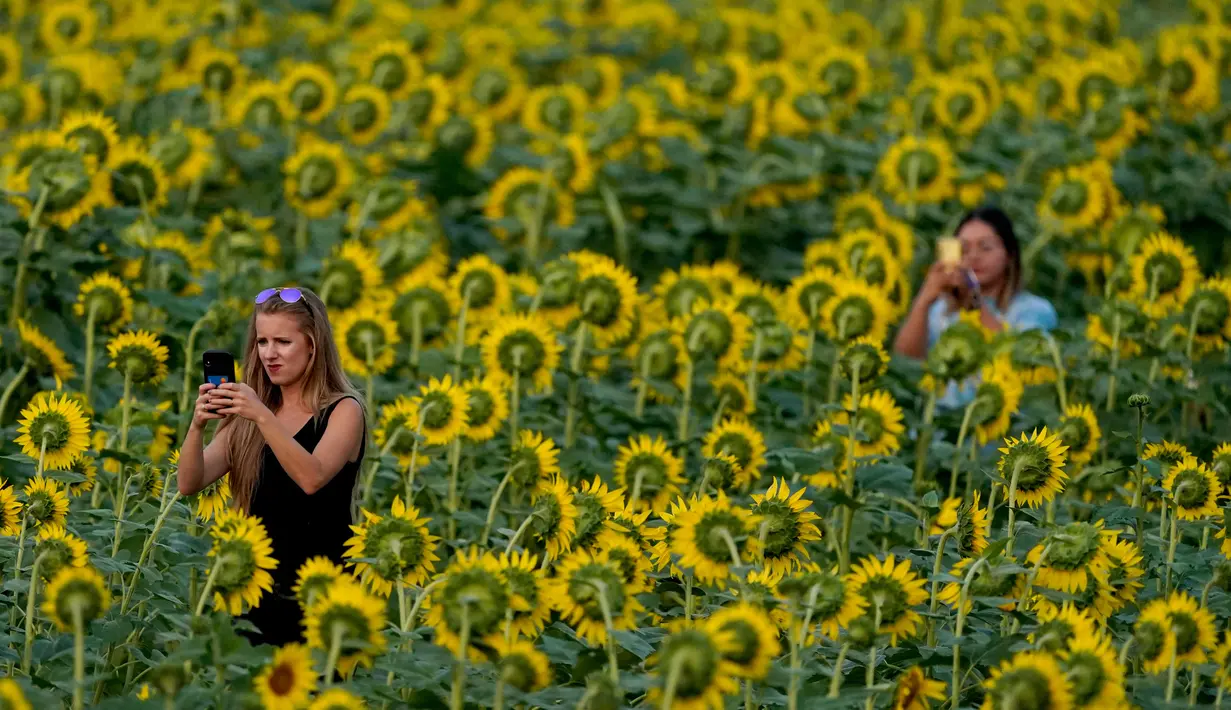 FOTO: Ketika Bunga Matahari Mekar Saat Musim Panas di Kansas - Foto ...