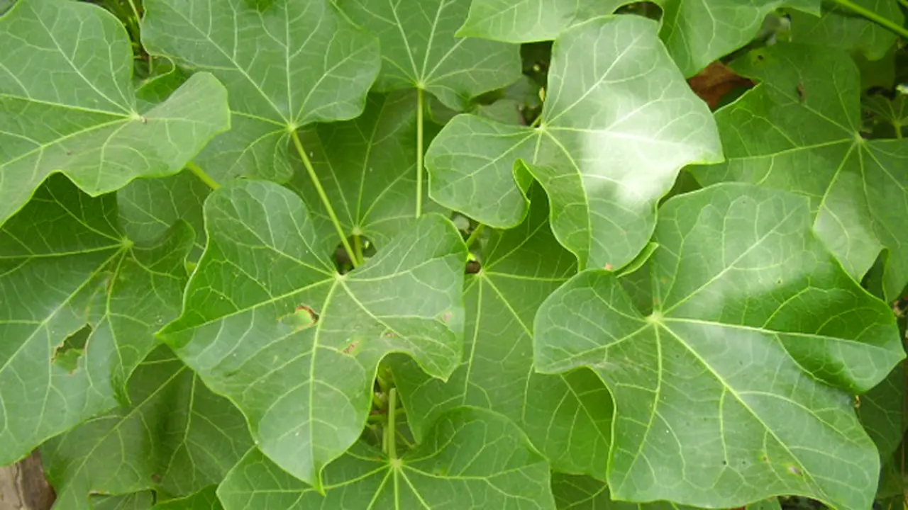 Resep dan Manfaat Jarak Cina - Health Liputan6.com