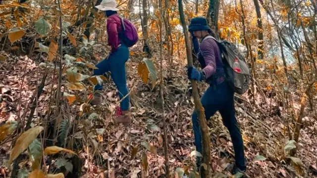 6 Fakta Menarik Gunung Halimun, Bagian dari Taman Nasional Gunung ...