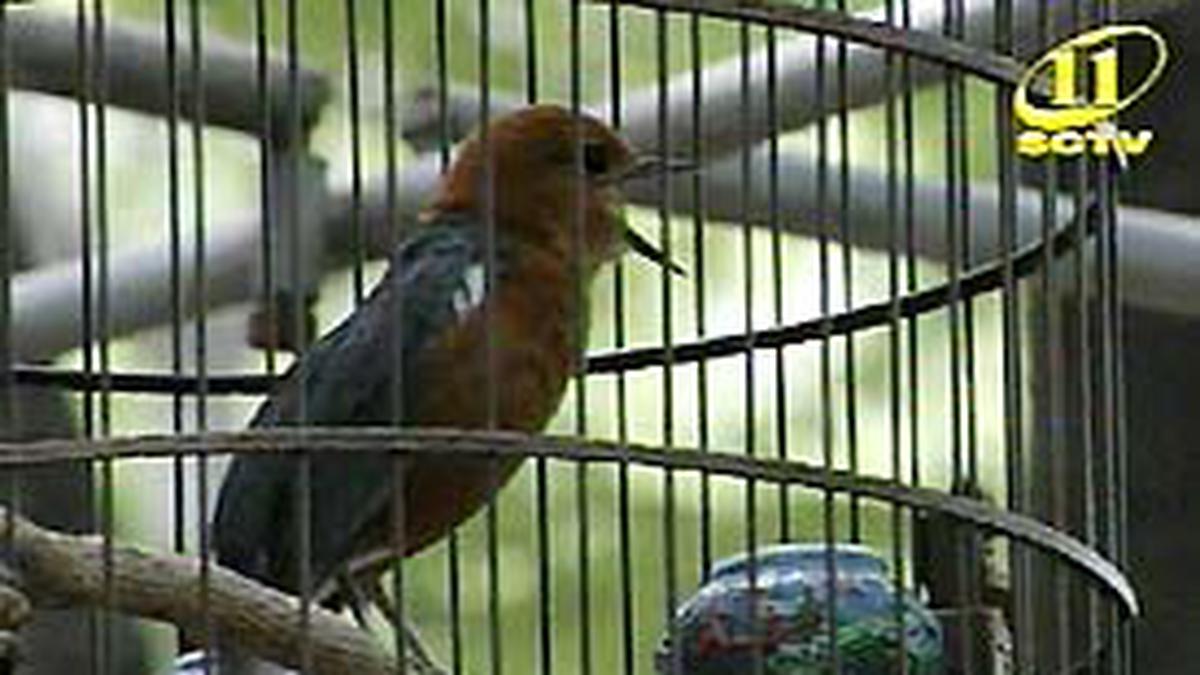 Burung Punglor Anis Merah Mendominasi Sejumlah Perlombaan - News ...