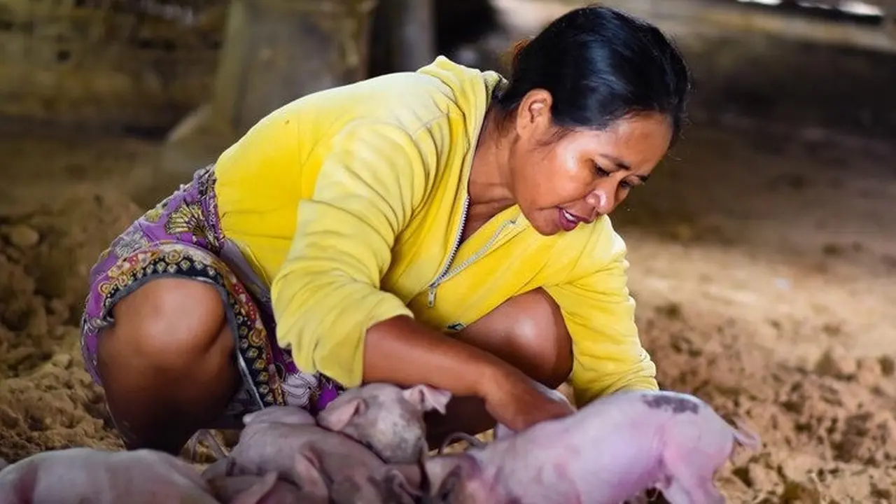 African Swine Fever: Virus Mematikan pada Babi yang Mengancam ...