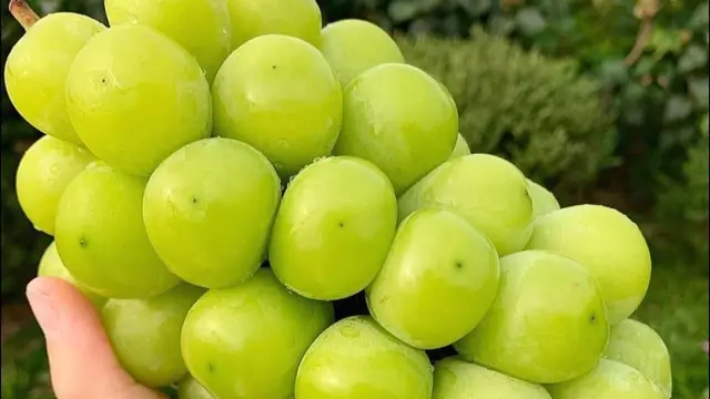 6 Fakta Anggur Muscat, Varietas Anggur Tertua yang Kini Jadi Favorit ...