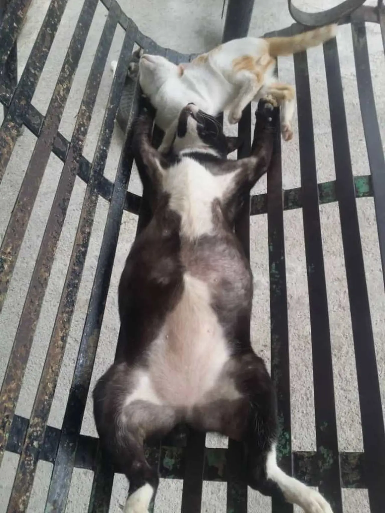 7 Potret Kucing Tidur dengan Pose Tak Wajar, Bikin Encok Lihatnya ...