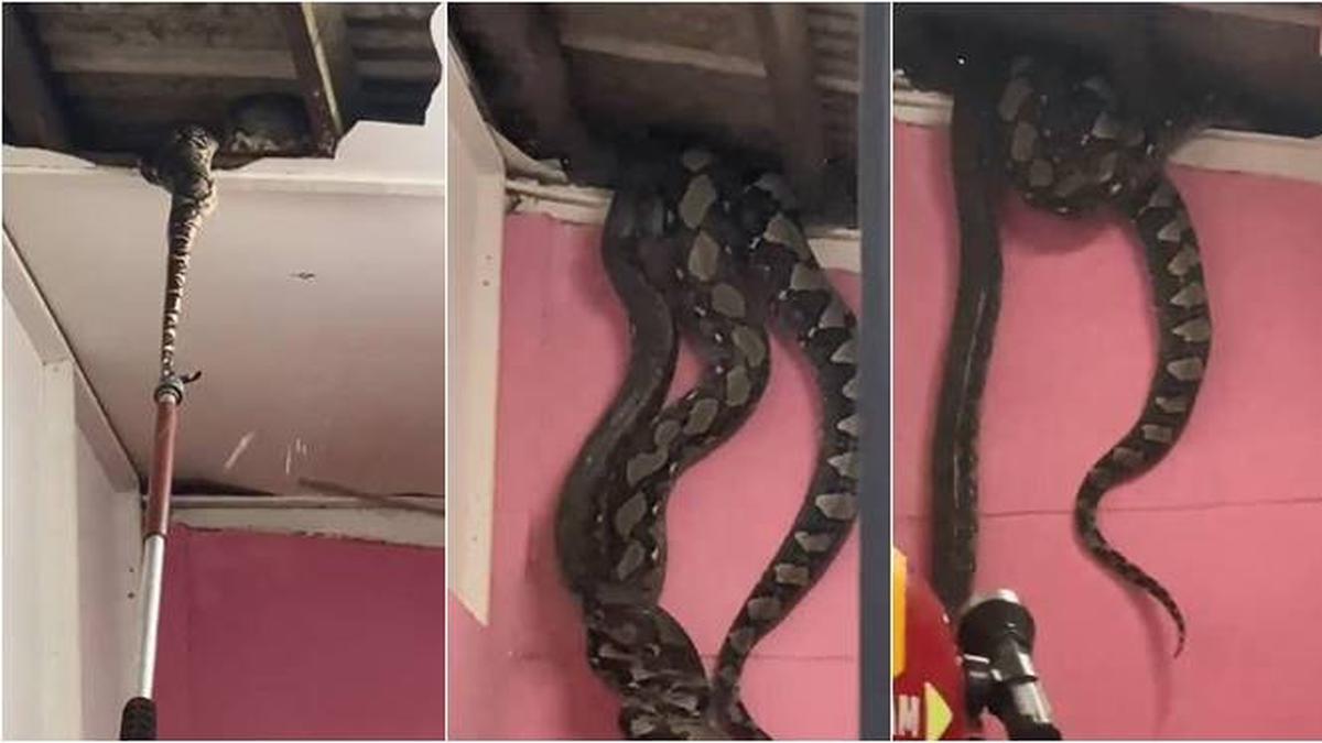 Viral Evakuasi Dua Ular Piton Raksasa di Atas Plafon Ini Langsung Bikin ...