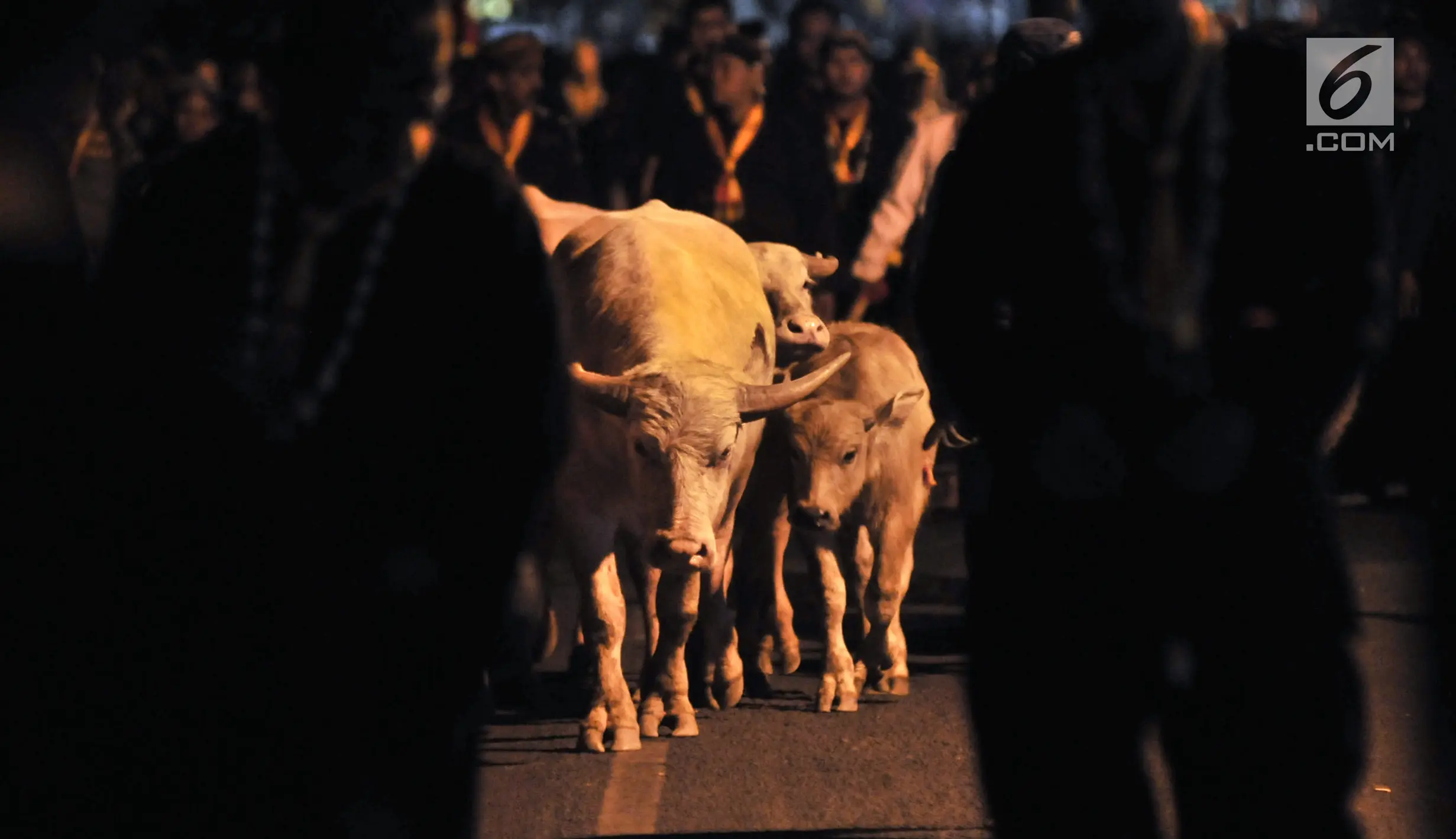 FOTO: Tradisi Kirab Kebo Bule Keraton Surakarta - Foto Liputan6.com