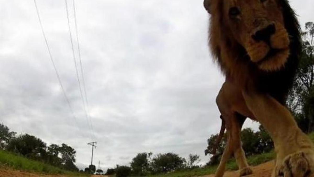 Singa di Afrika Makan Kamera GoPro Milik Fotografer - Citizen6 Liputan6.com