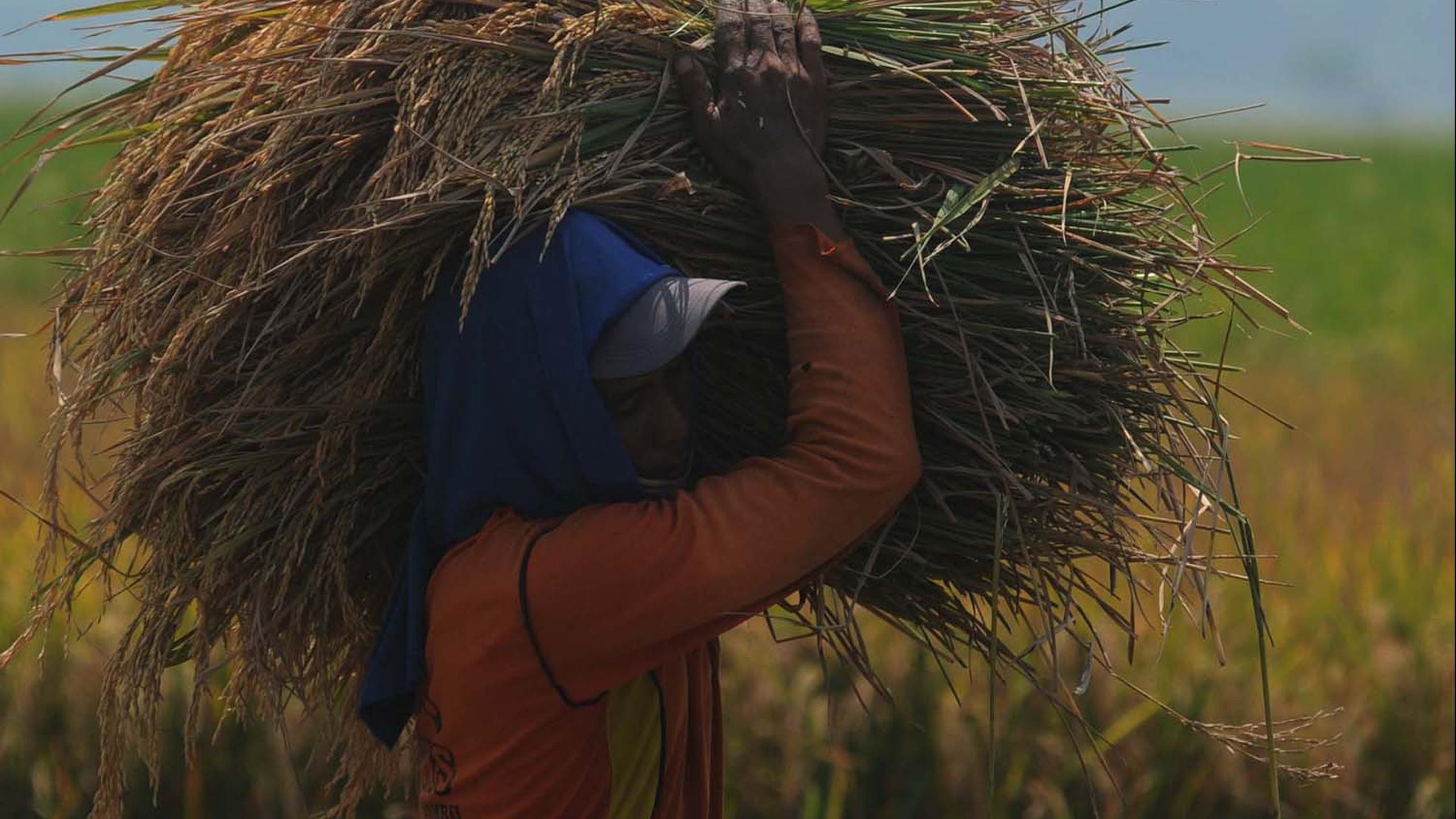 Harga Gabah Kering Panen Jadi Rp 6.500 Mulai Hari Ini 15 Januari 2025