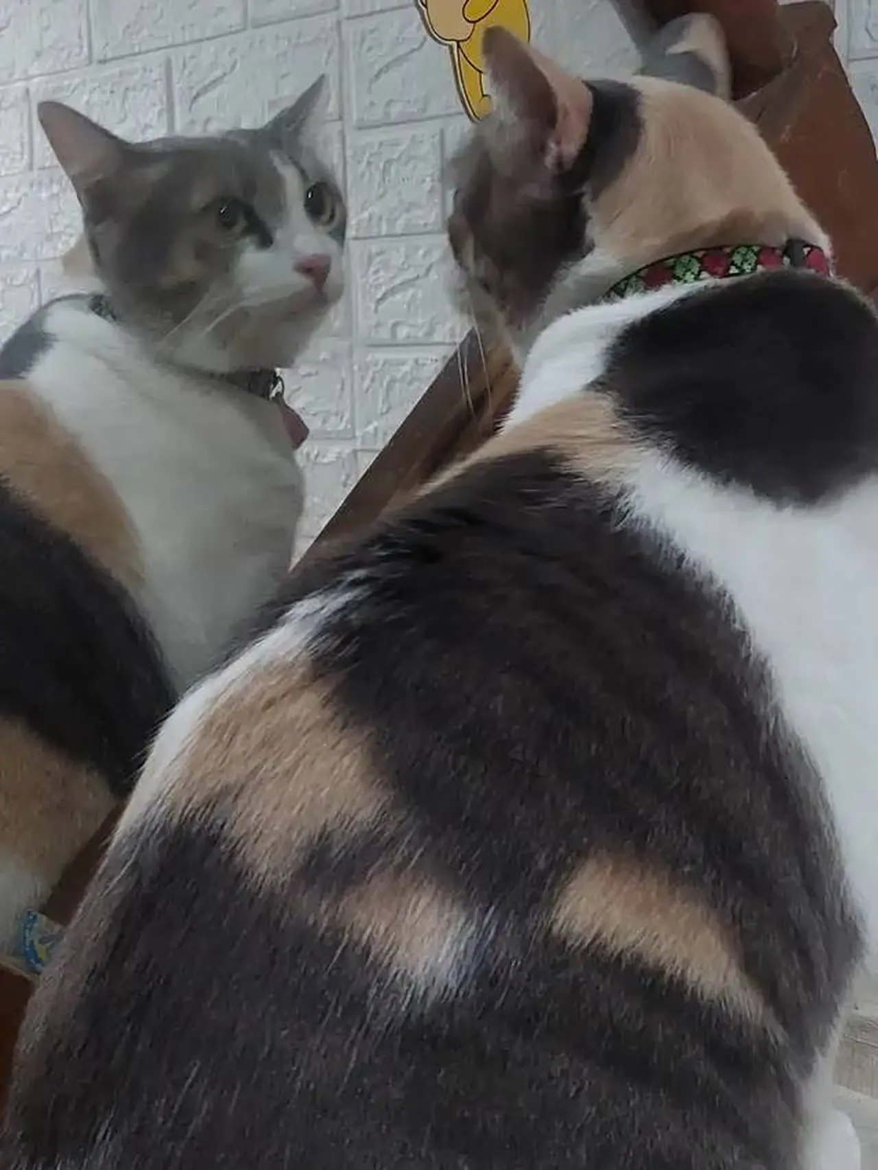 10 Potret Lucu Kucing di Depan Cermin Ini Punya Pose Kocak - Hot ...