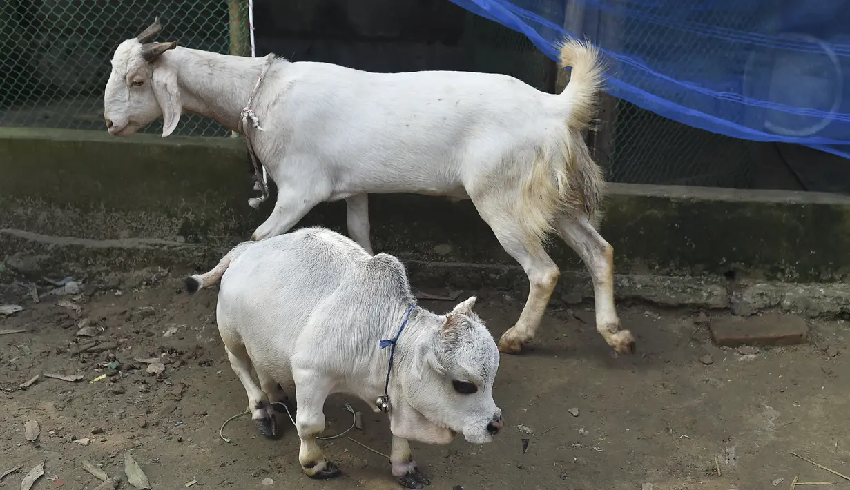 FOTO: Ini Rani, Sapi Terkecil asal Bangladesh - Foto Liputan6.com