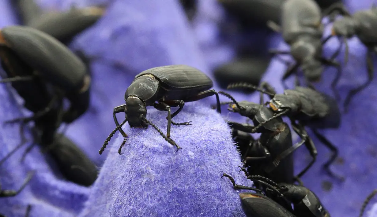 FOTO: Melihat Peternakan Cacing Super di Kuwait - Foto Liputan6.com