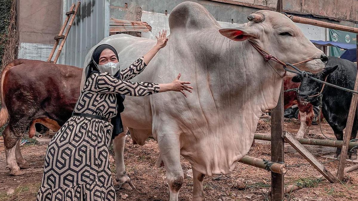 Ria Ricis Nangis Saksikan Sapi Kurbannya Disembelih: Aku Orangnya ...