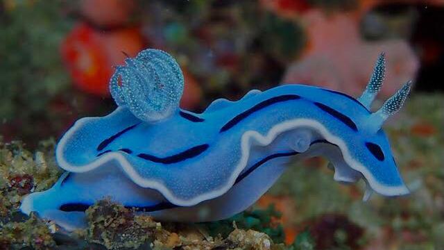 Lihat 10 Potret Makhluk Laut Cantik Ini, Bikin Jiwa Tenang dan Adem ...