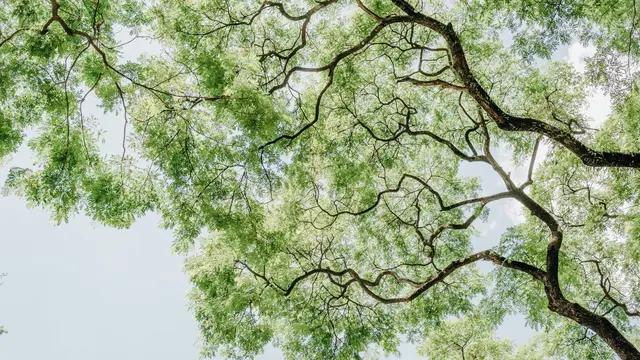 37 Kata-Kata Inspiratif tentang Daun, Bijak dan Indah - Ragam Bola.com