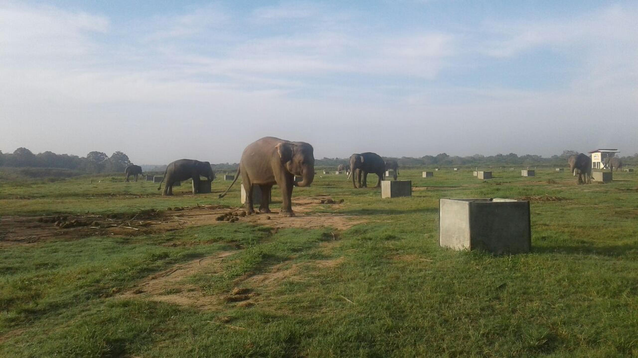 11 Gajah Sumatera Mati di Way Kambas Sejak 2020 sampai Agustus 2025, Ini Pemicunya