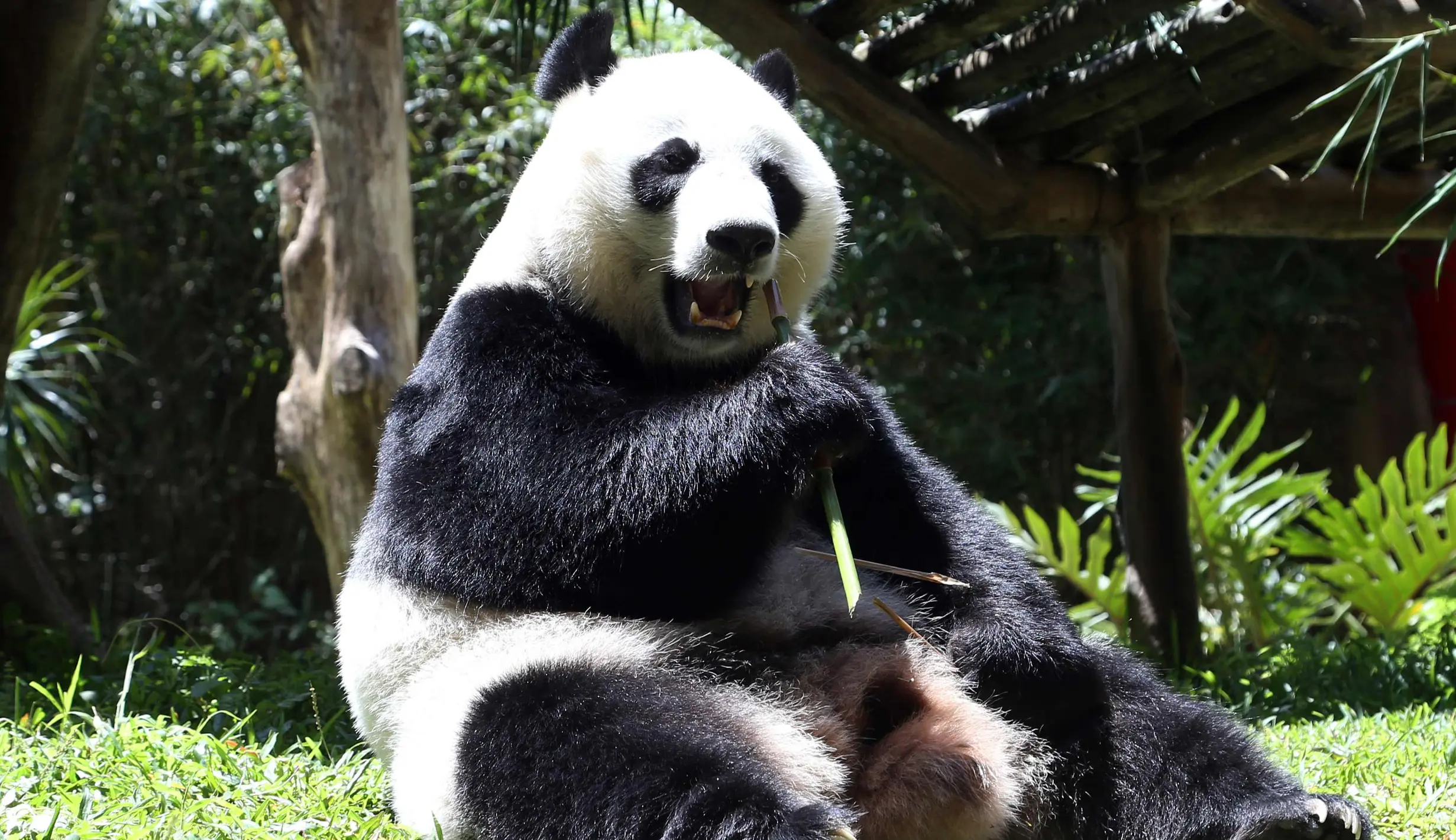 PHOTO: Tingkah Menggemaskan Dua Panda China di Taman Safari Indonesia ...