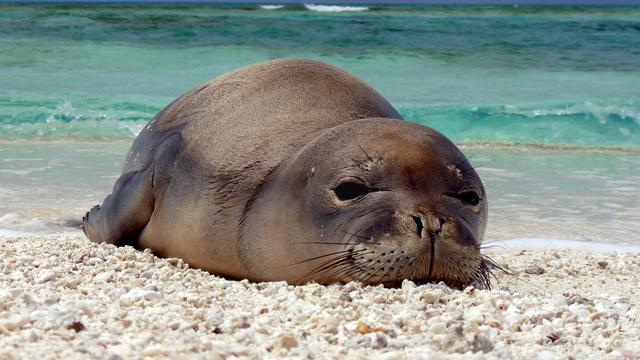 Habitatnya Kian Langka, Anjing Laut di Siprus Kini Berkembang Biak ...