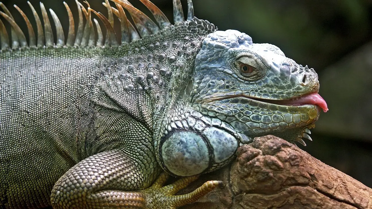 8 Ciri Hewan Reptil, Ketahui Keistimewaannya - Hot Liputan6.com
