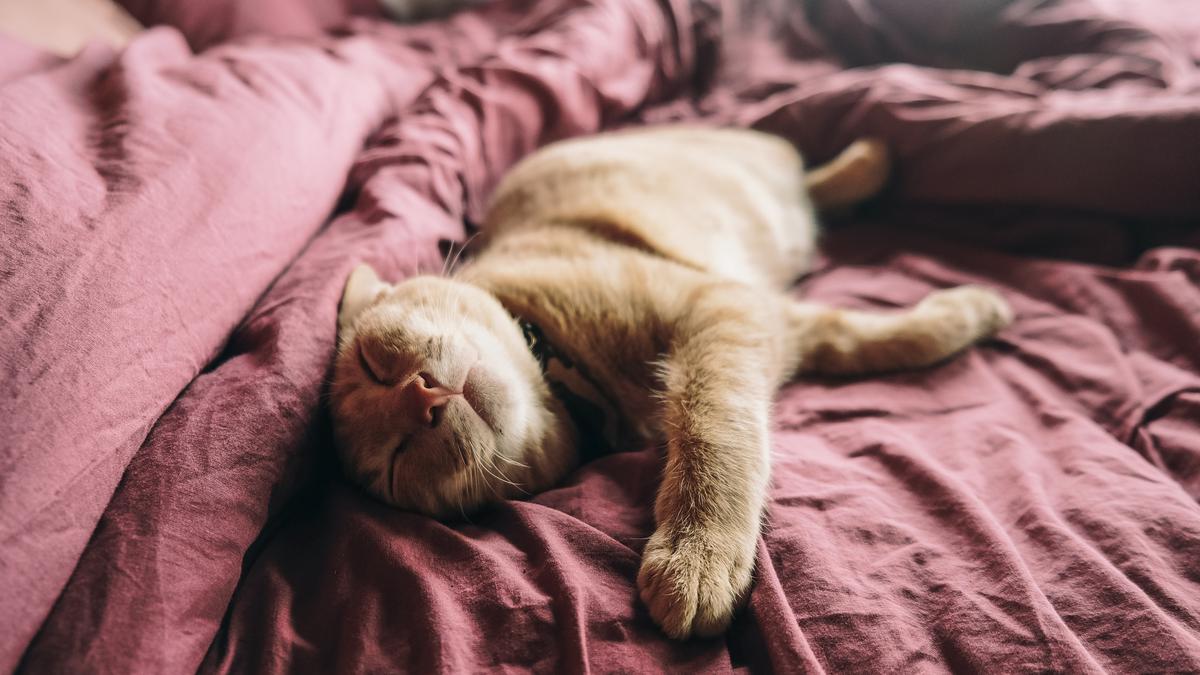 Ketahui Penyebab Kucing Lemas Tidak Mau Makan Beserta Cara Mengatasinya