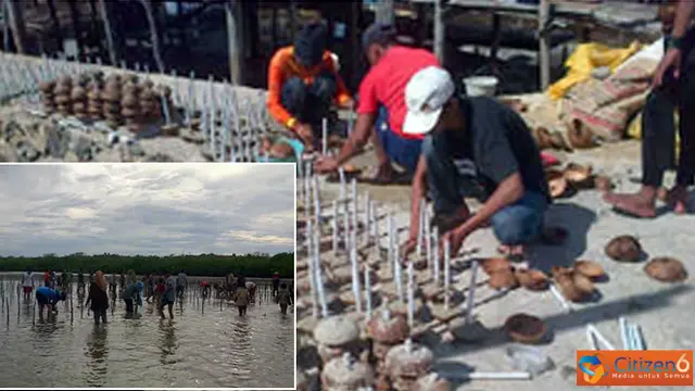 HIMAPIKANI Tanam Mangrove di Pulau Towea, Sultra - Citizen6 Liputan6.com