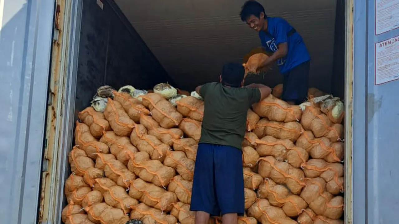 Jeritan Hati Pengusaha Gegara Kapal MV Mathu Bhum Ditahan, 156 Ton Kubis Busuk Rugi Rp 2,4 M ...