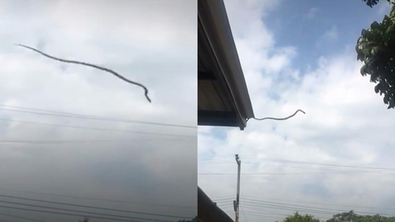 Bukan Merayap, Ular Ini Lompat dan Terbang dari Atap Setinggi 5 Meter