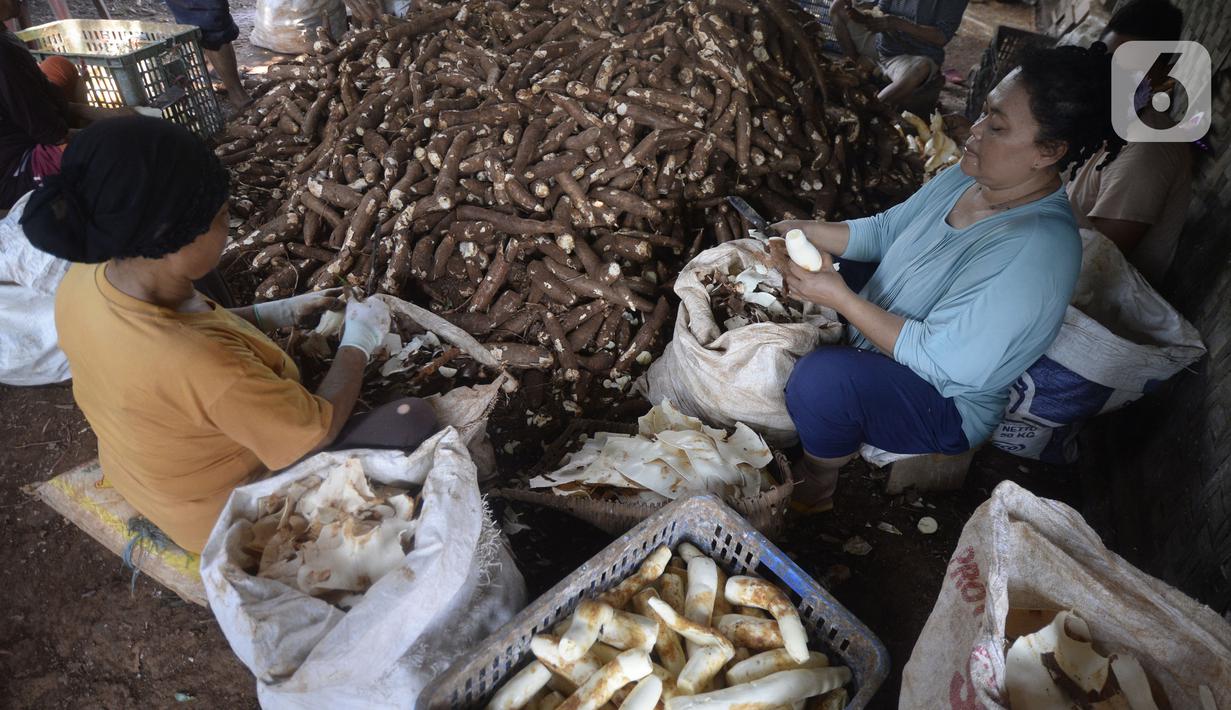 FOTO: Melihat Proses Pembuatan Tape Singkong - Foto Liputan6.com