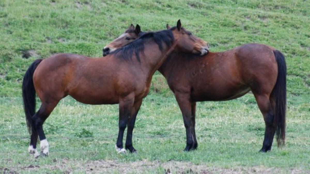 Jokowi di Parade 1001 Kuda Sumba, Bagi-Bagi Kuda atau Sepeda?