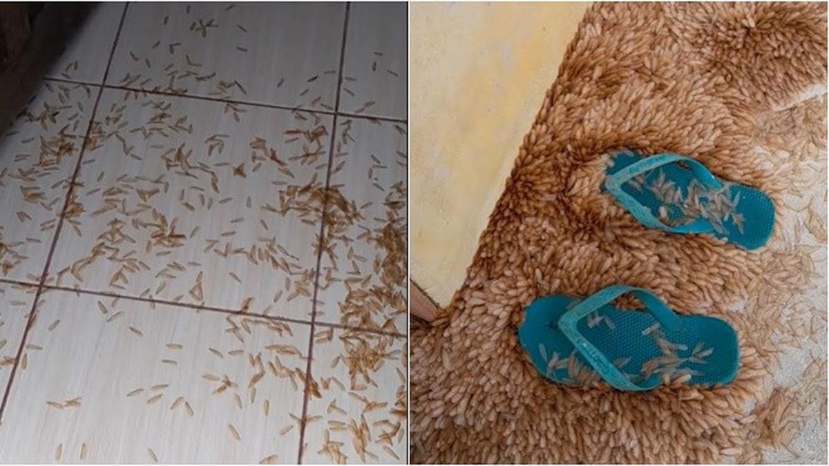 Viral Penampakan Ribuan Laron Membentuk Pola Seperti Keset, Bikin Merinding