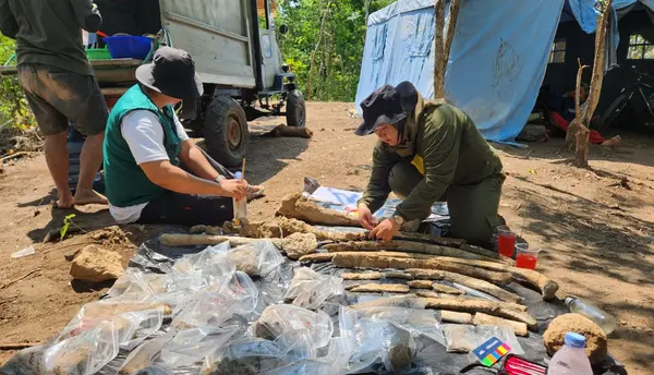 Bakar Batu, Upacara Adat Papua Sarat Makna Budaya - Regional Liputan6.com