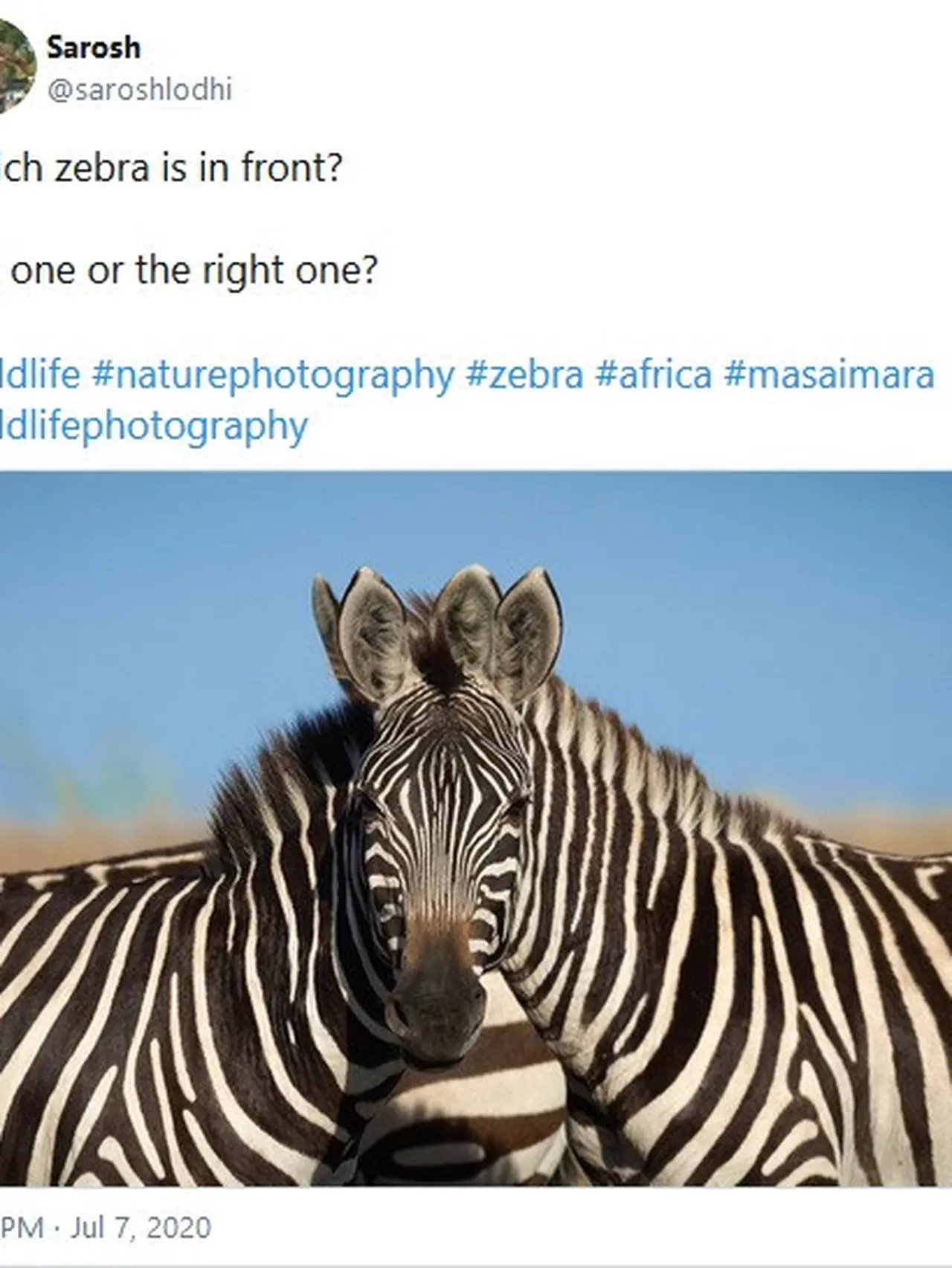 Banyak yang Terkecoh, Bisakah Kalian Tebak Zebra Mana yang Menghadap ...