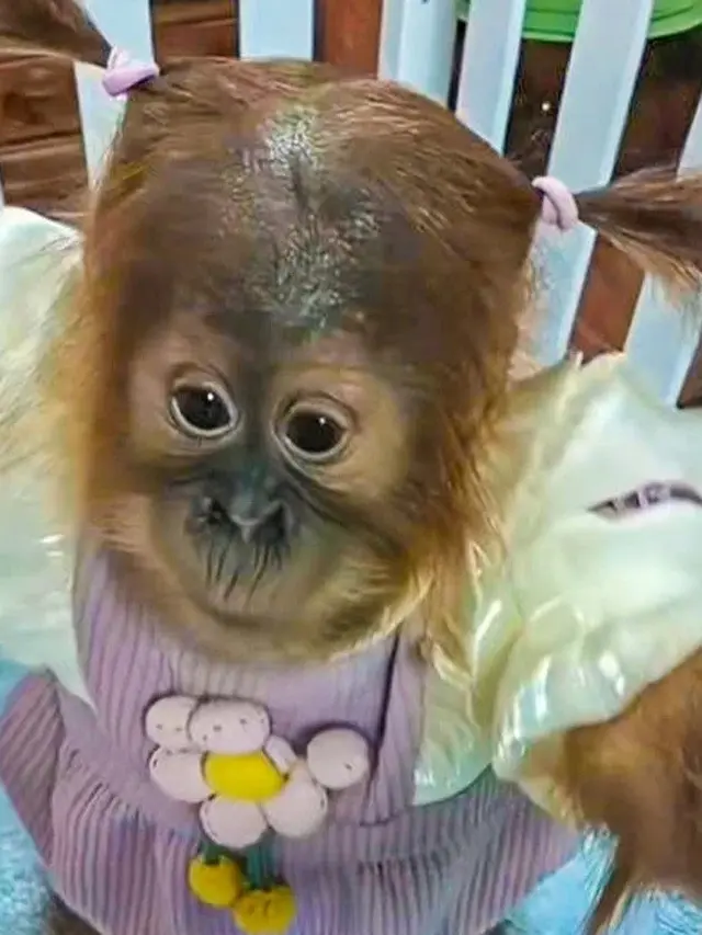 Bayi Simpanse di Kebun Binatang Ini Dikenakan Baju Bak Anak, Tuai ...