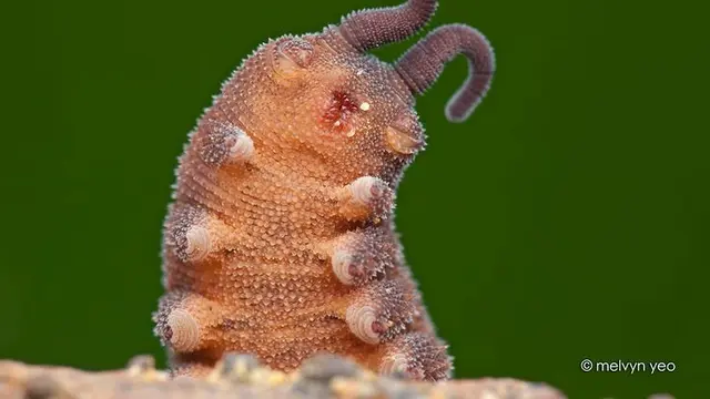 13 Hewan Purba Tertua di Dunia Ini Masih Hidup Sampai Sekarang, Apa ...