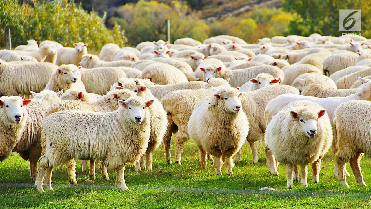 22-2-1997: Dolly si Domba, Mamalia Pertama Hasil Kloning Diperkenalkan ...