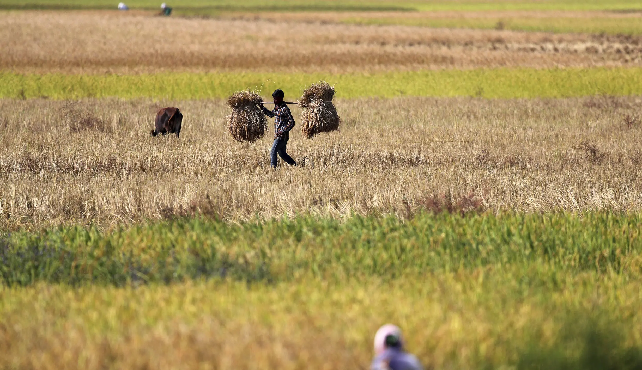 FOTO: Potret Petani India Saat Panen Padi - Foto Liputan6.com