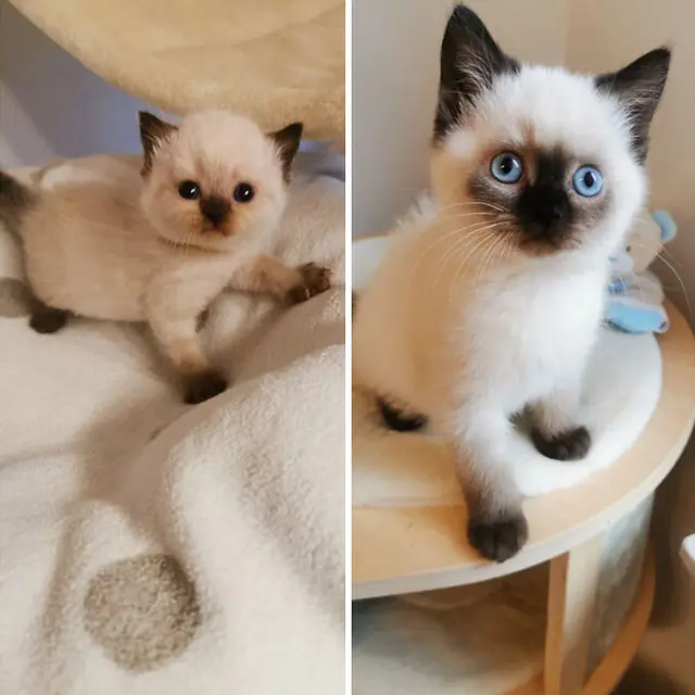 10 Potret Perbandingan Kucing Dulu Vs Sekarang, Bikin Pangling ...