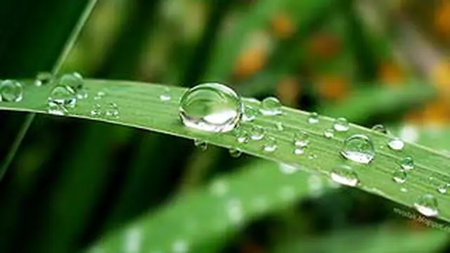 Air Embun Mampu Atasi Gangguan Sirkulasi Darah - Health Liputan6.com