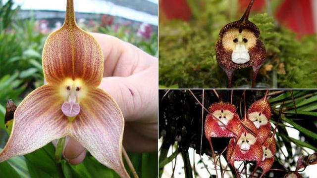 10 Bunga Cantik Berbentuk Unik dan Aneh - Lifestyle Fimela.com