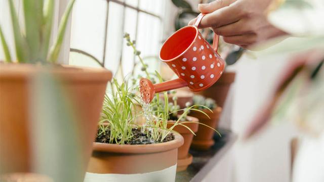 Daun Tanaman Keriting, Menguning, Layu? Ini 5 Penyebab dan Solusi ...