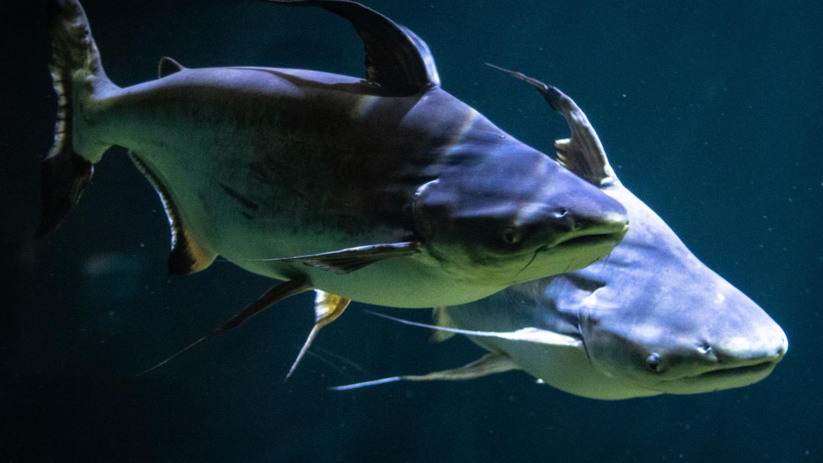 6 Cara Bikin Olahan Masakan dari Ikan Patin yang Menggiurkan