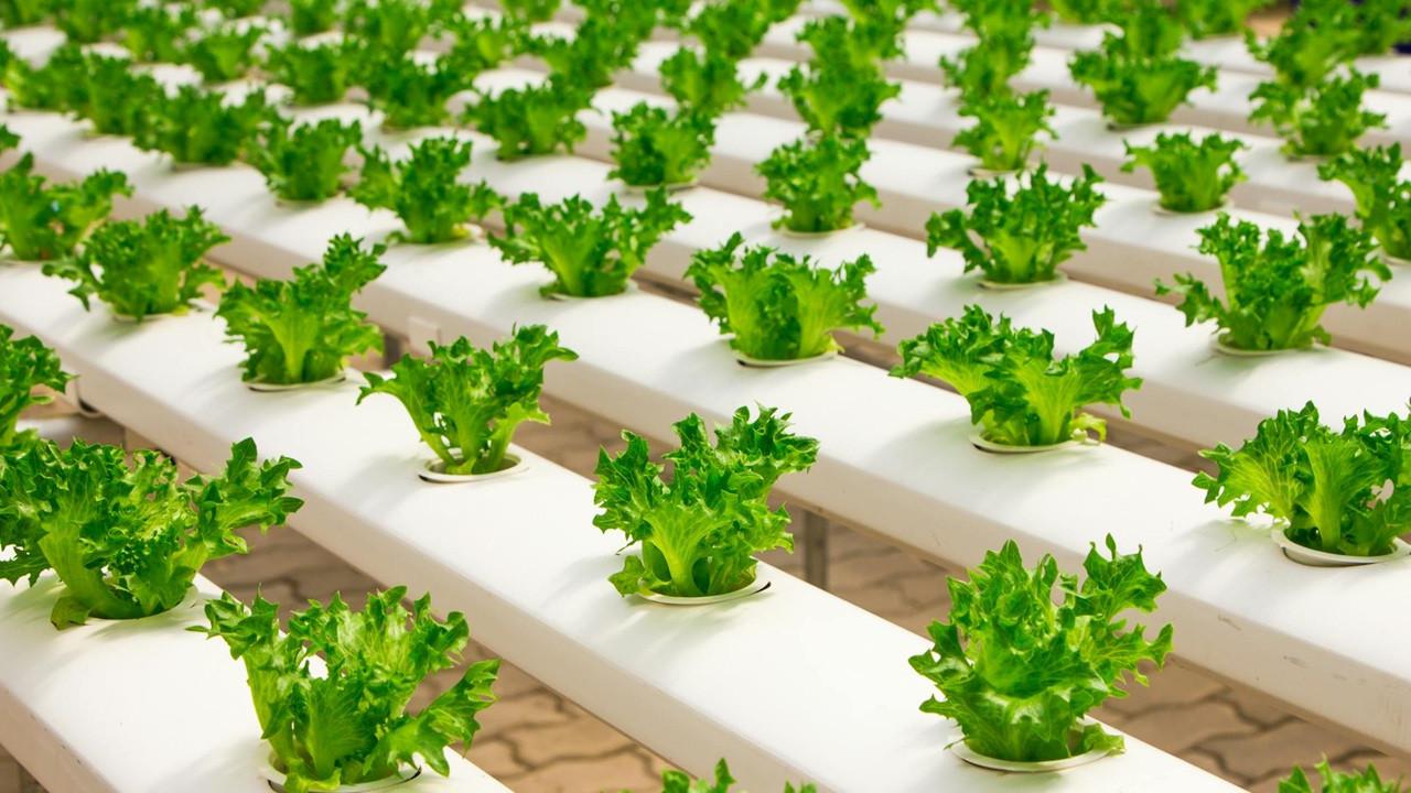 15 Manfaat Daun Selada untuk Kesehatan, Jaga Jantung dan Kulit Tetap ...