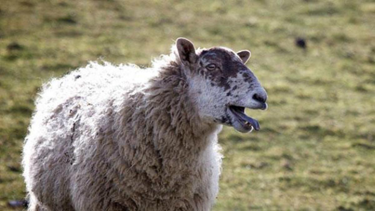 Domba Teler dan Bikin Onar Gara-gara Kunyah Tanaman Ganja - Global ...